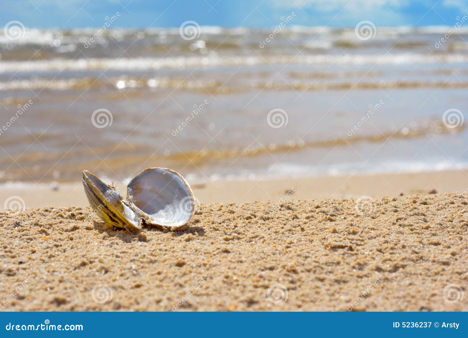Open shell stock image. Image of sand, empty, climate - 5236237