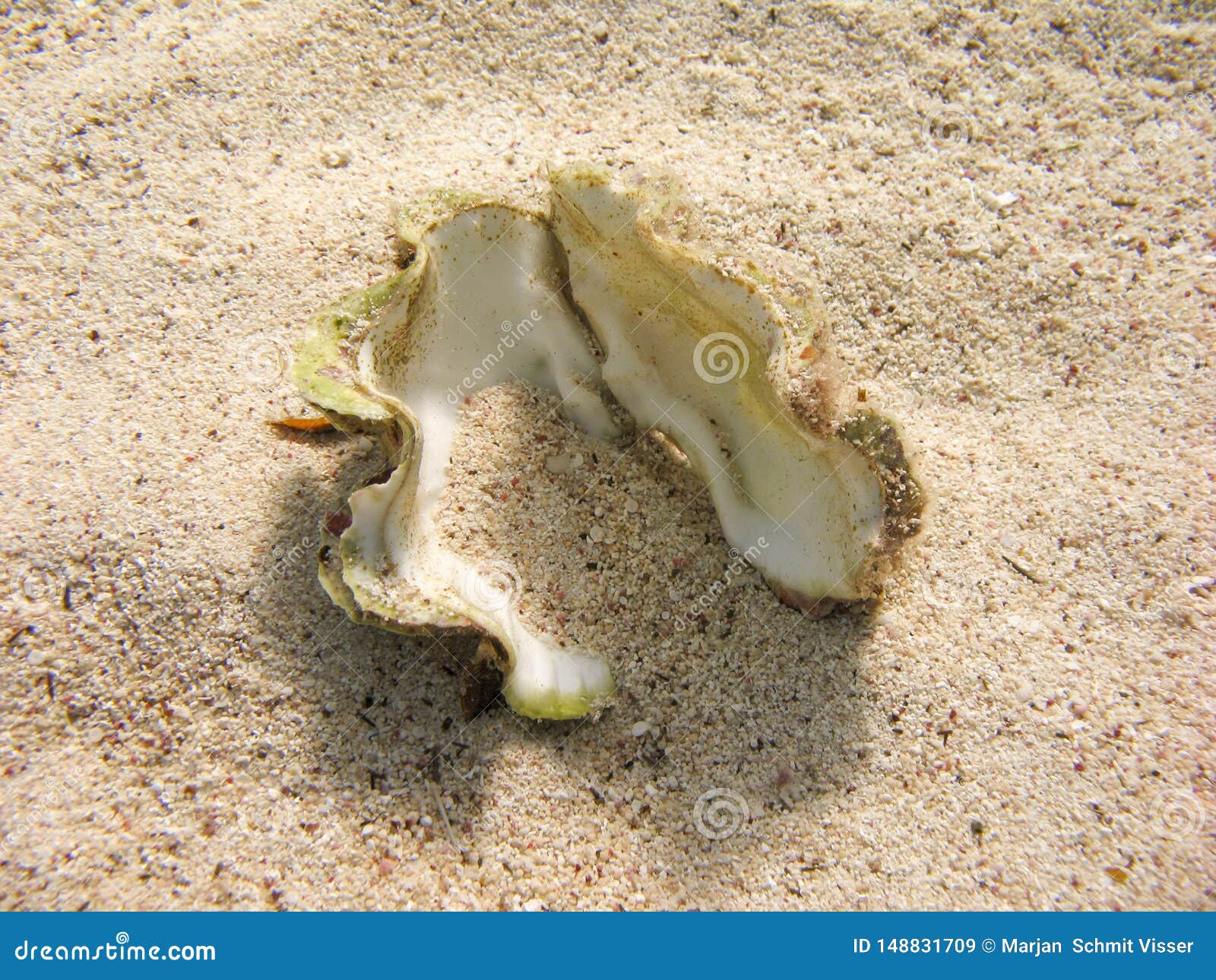 Open Shell on a Sandy Bottom Underwater Stock Image - Image of ...