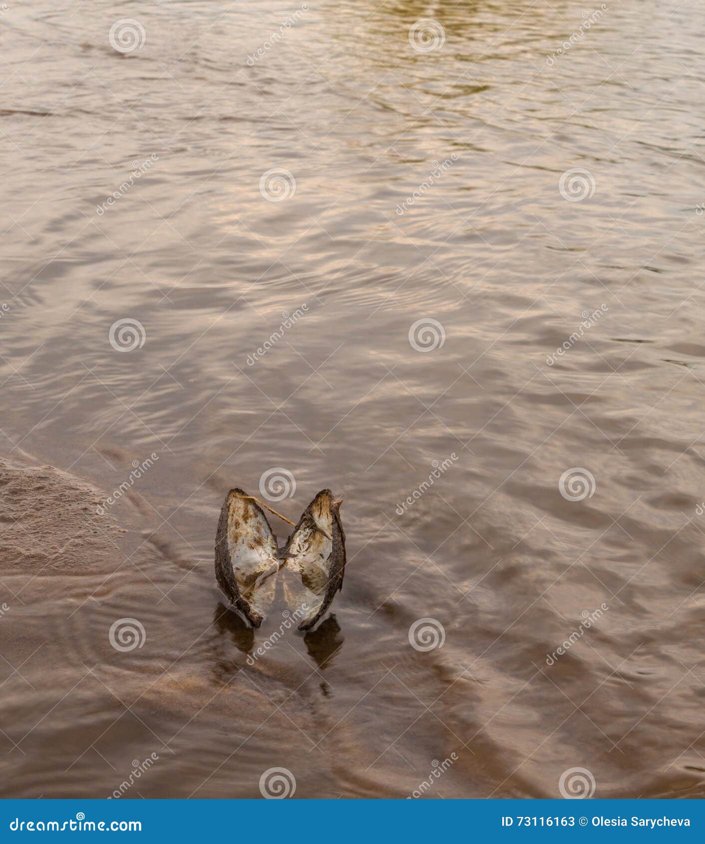 Open Shell Mussels of River Stock Image - Image of crassus, mussel ...