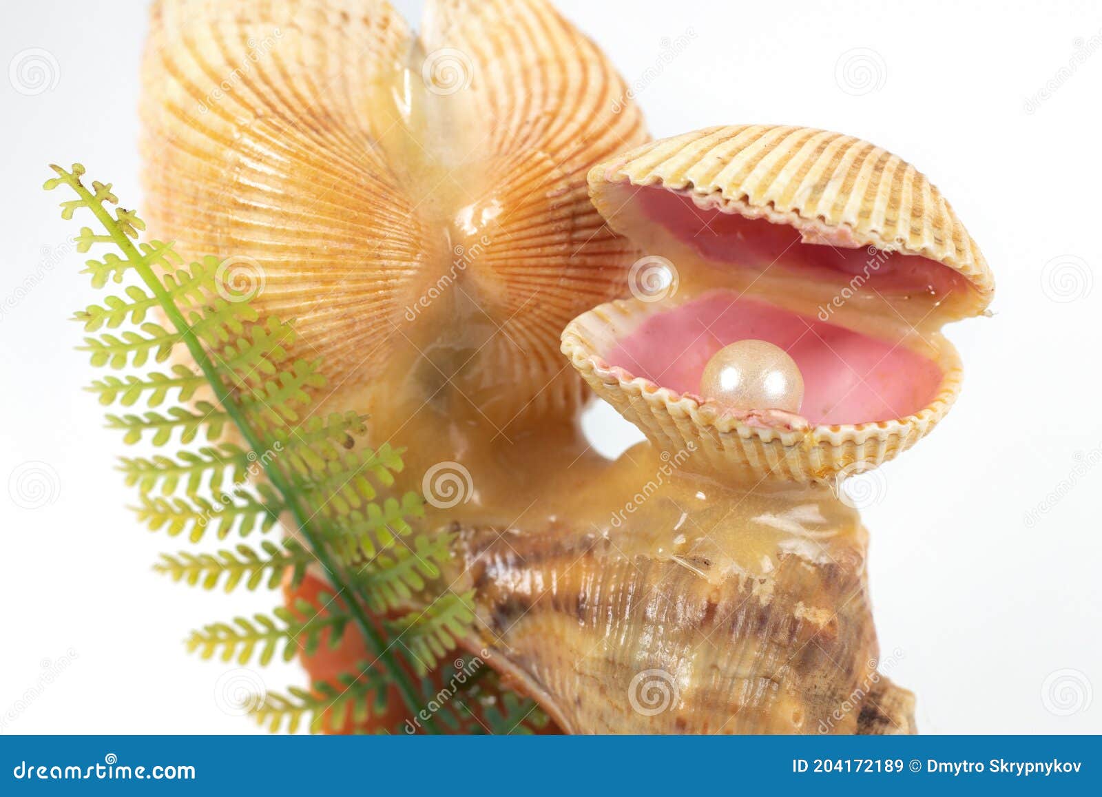 An Open Shell with a Pearl. Decoration Stock Image - Image of vacation ...