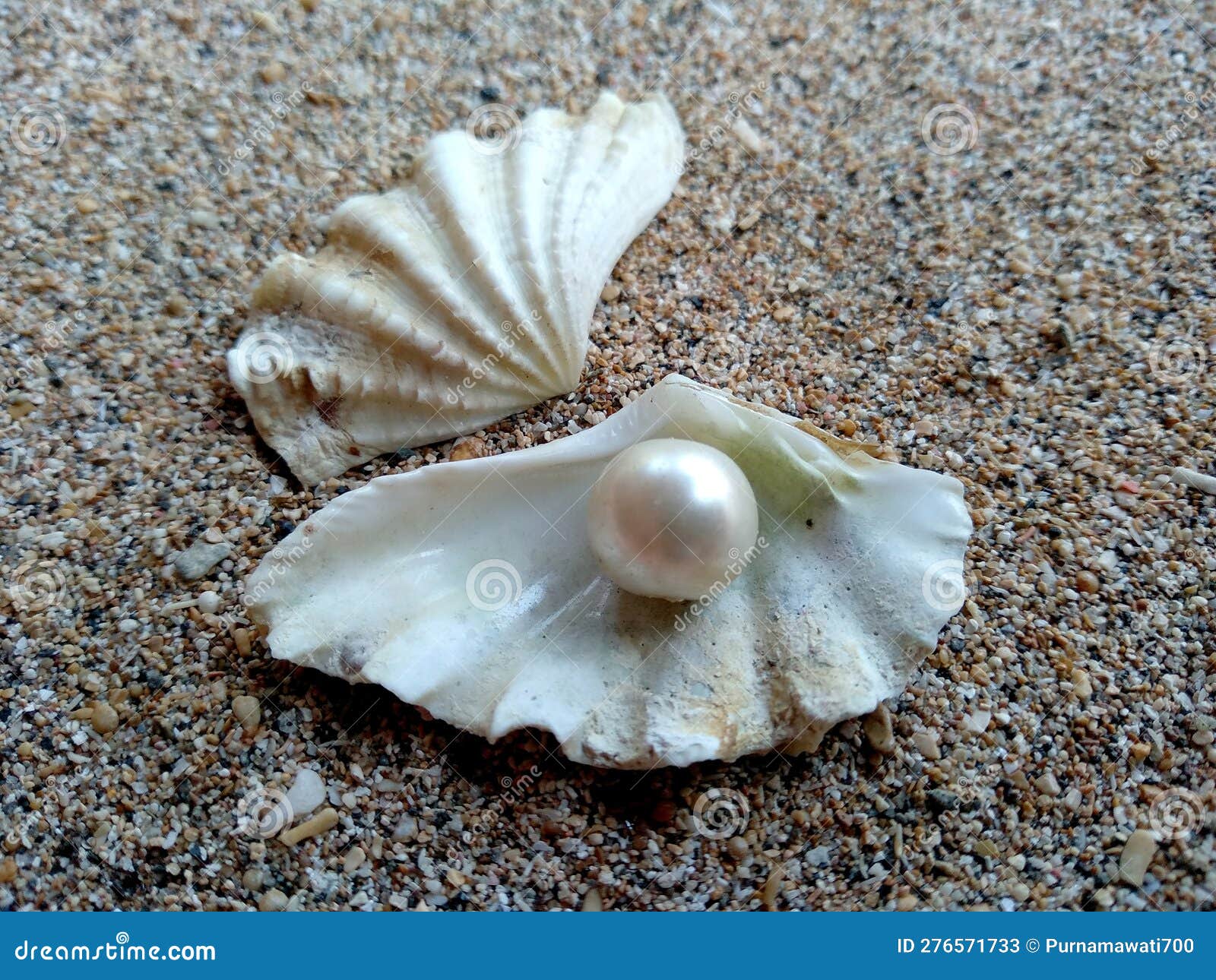 Open Shell with Pearl Isolated on White Background Stock Image - Image ...