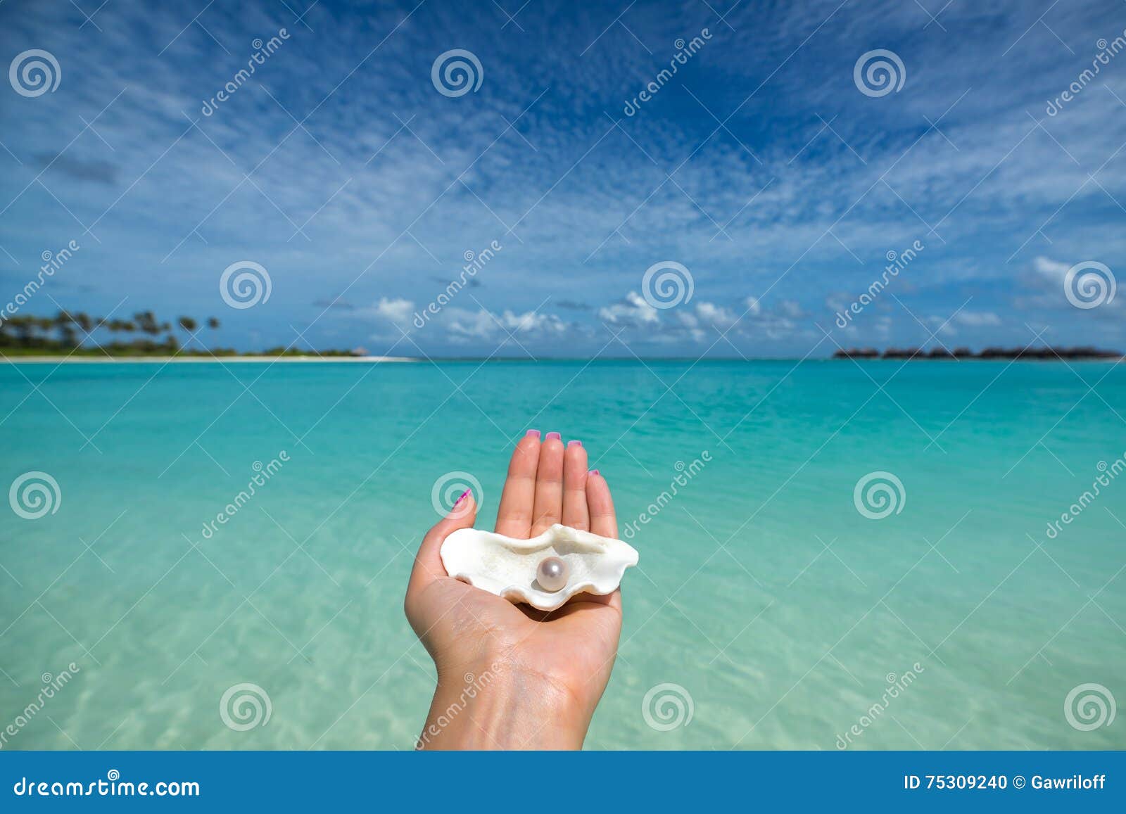 Open Shell Of Great Scallop Shellfish Isolated On A White Background ...