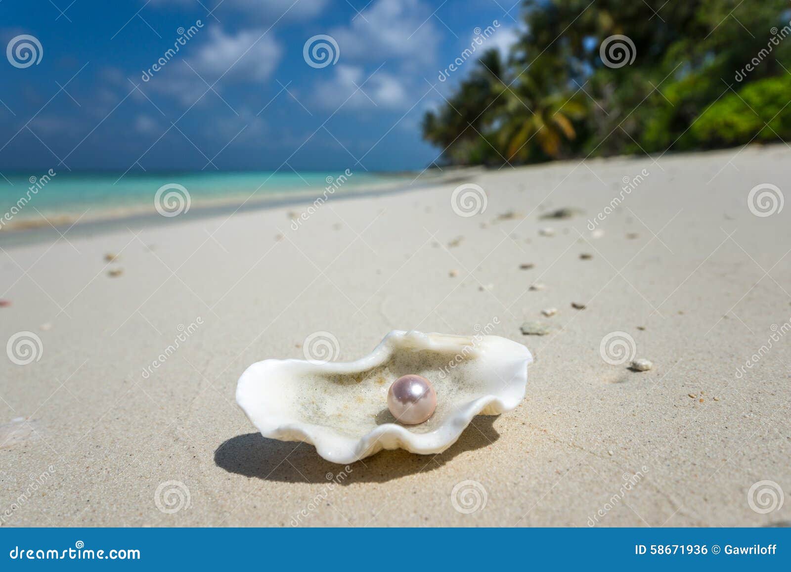 Open Shell with a Pearl on Tropical Sandy Beach Stock Photo - Image of ...