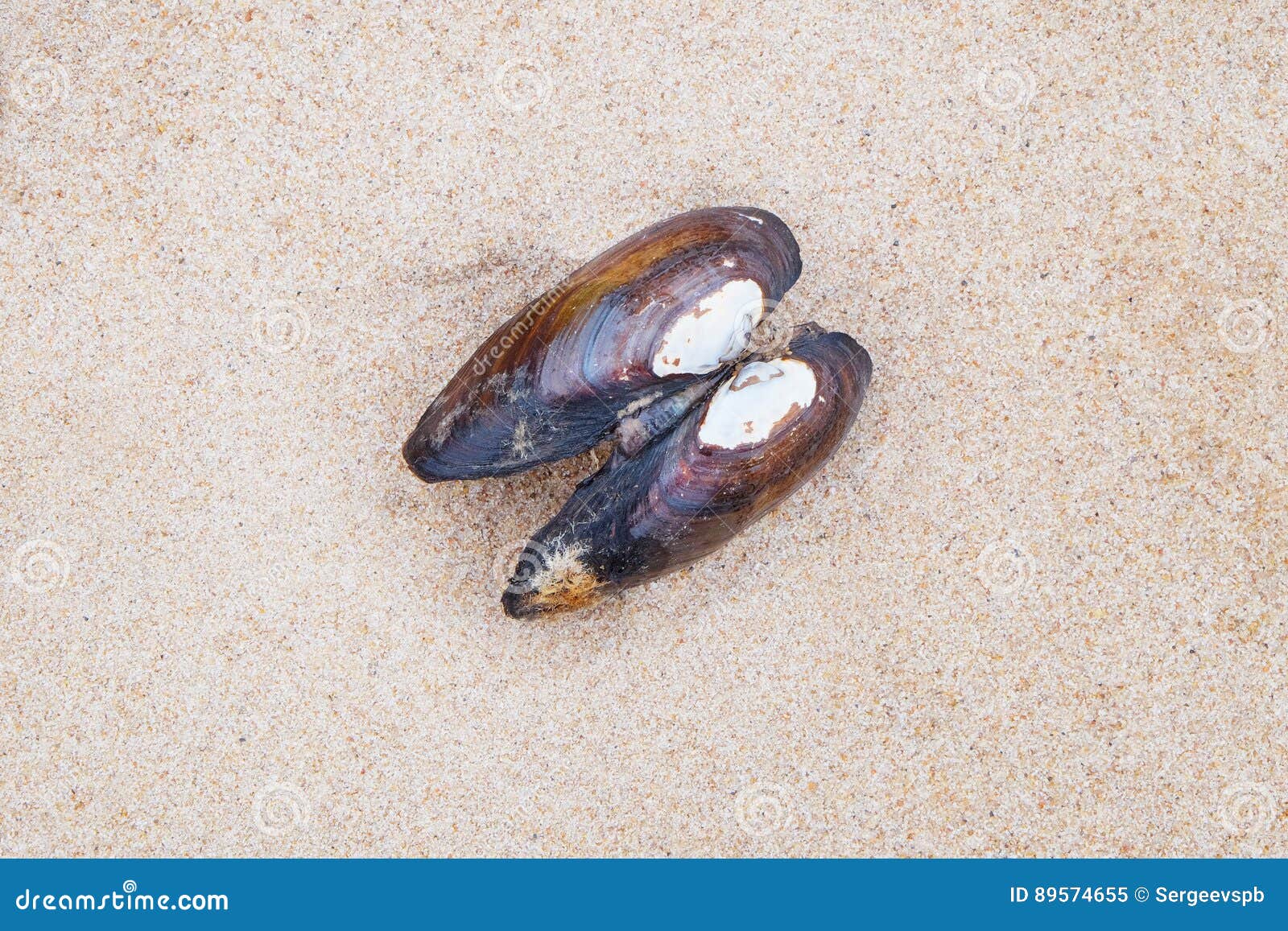 The open shell stock image. Image of animal, close, background - 89574655