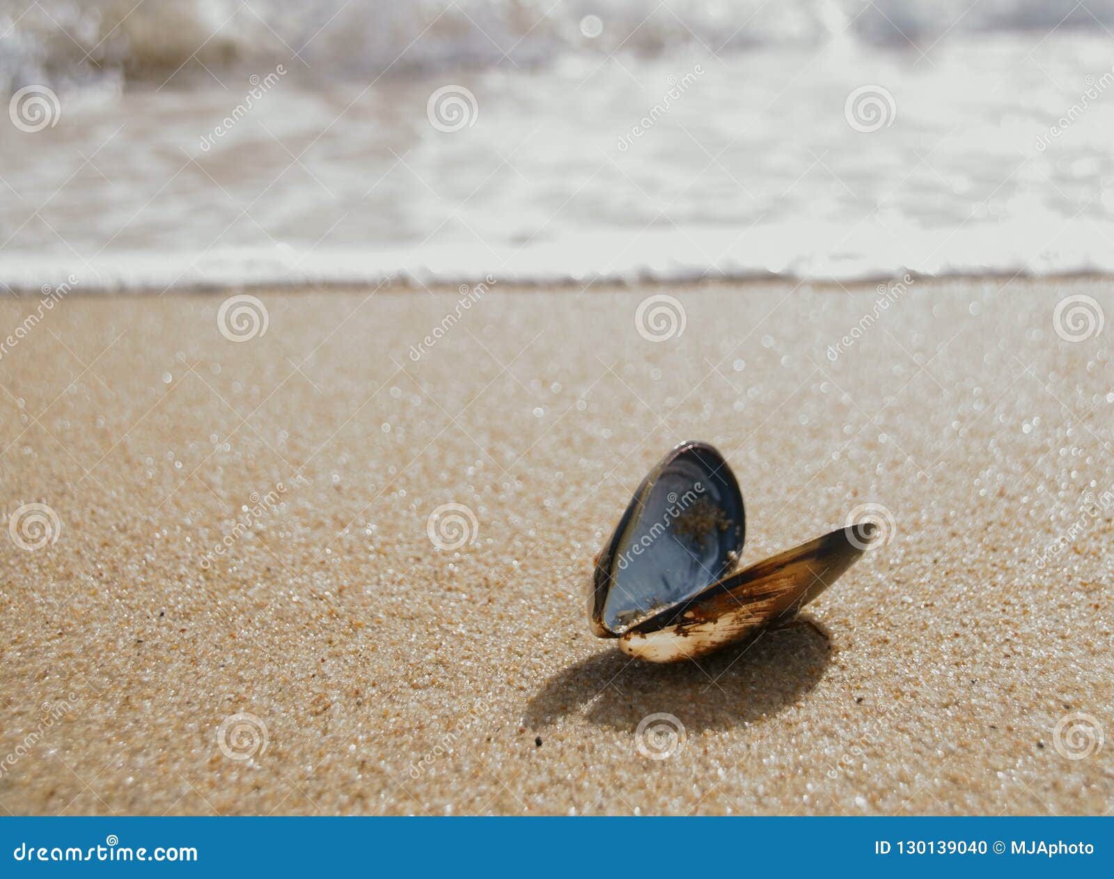 Open seashell on a beach stock photo. Image of shell - 130139040