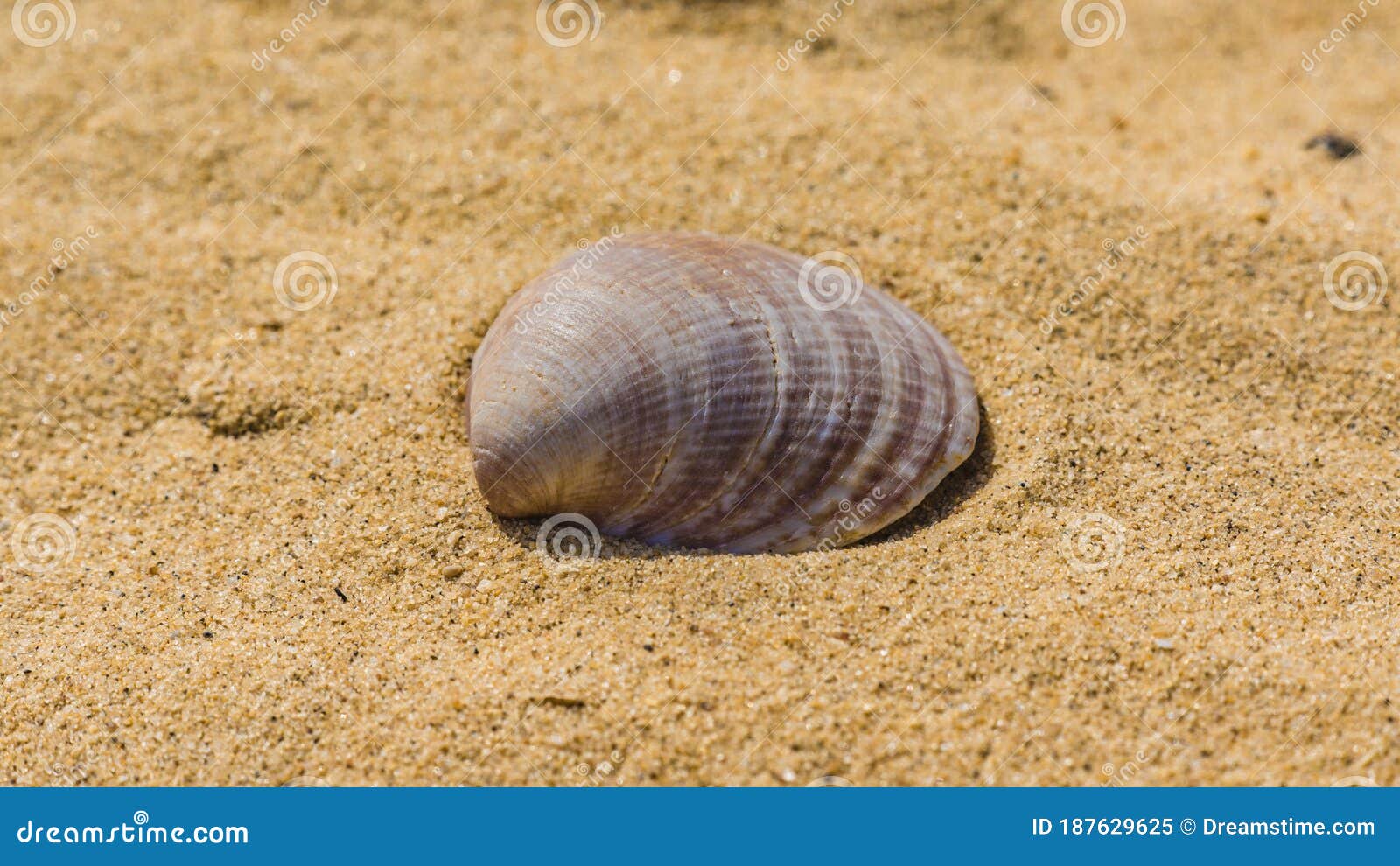 An Open Shell of a Seashell Lies on the Sand Stock Image - Image of ...