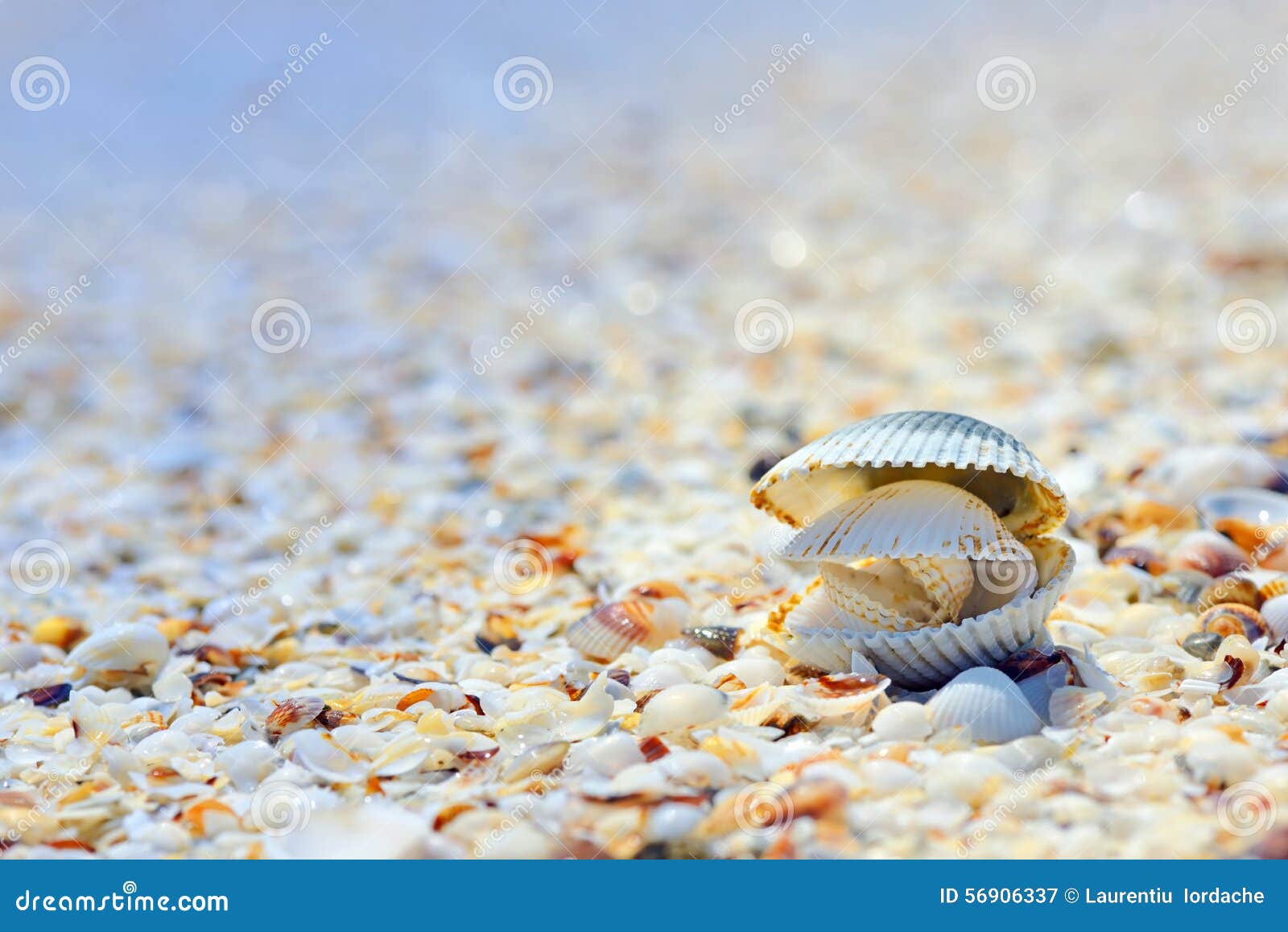 Open shells on beach stock image. Image of blue, scenery - 56906337