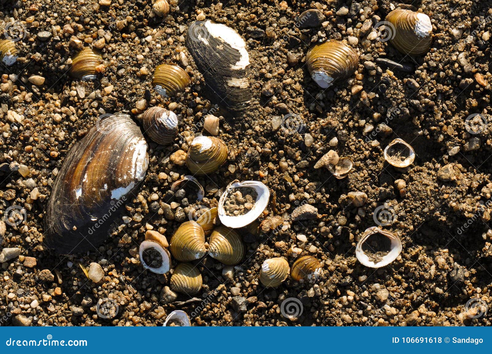 Shells on the sand stock photo. Image of shell, sand - 106691618