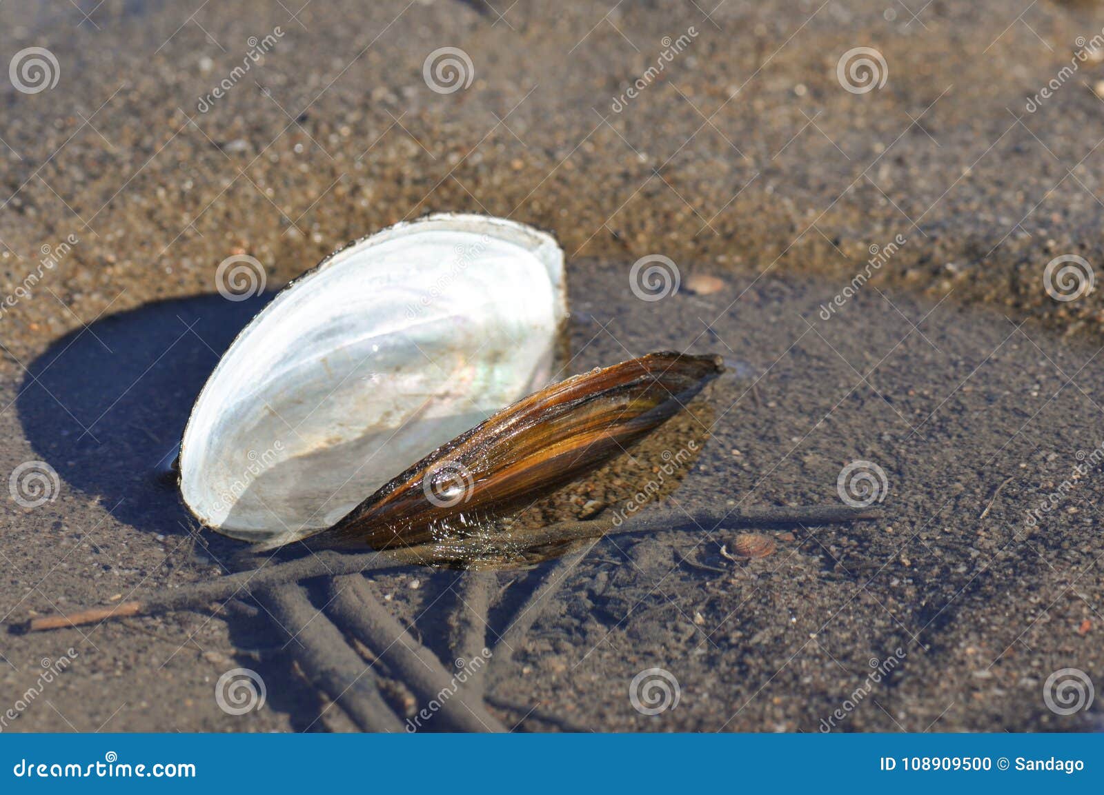 Shells from river stock photo. Image of bank, concept - 108909500