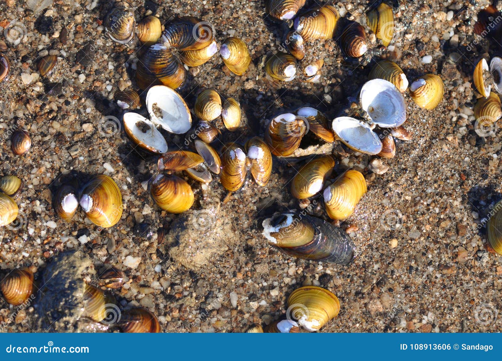 Shells from river stock photo. Image of river, mollusk - 108913606