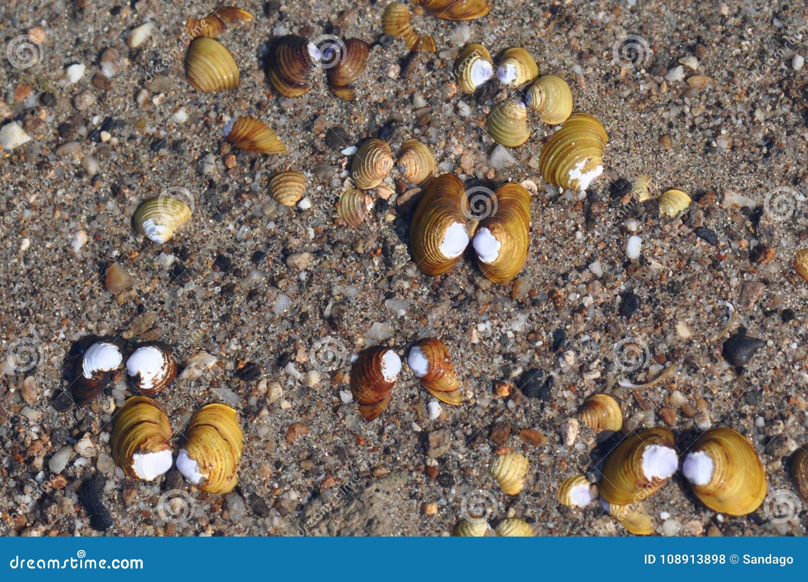 Shells from river stock photo. Image of background, open - 108913898