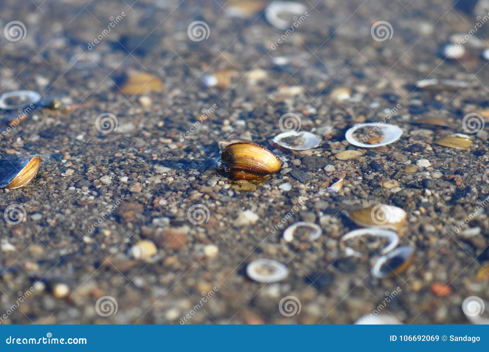 Shells on the river water stock image. Image of light - 106692069