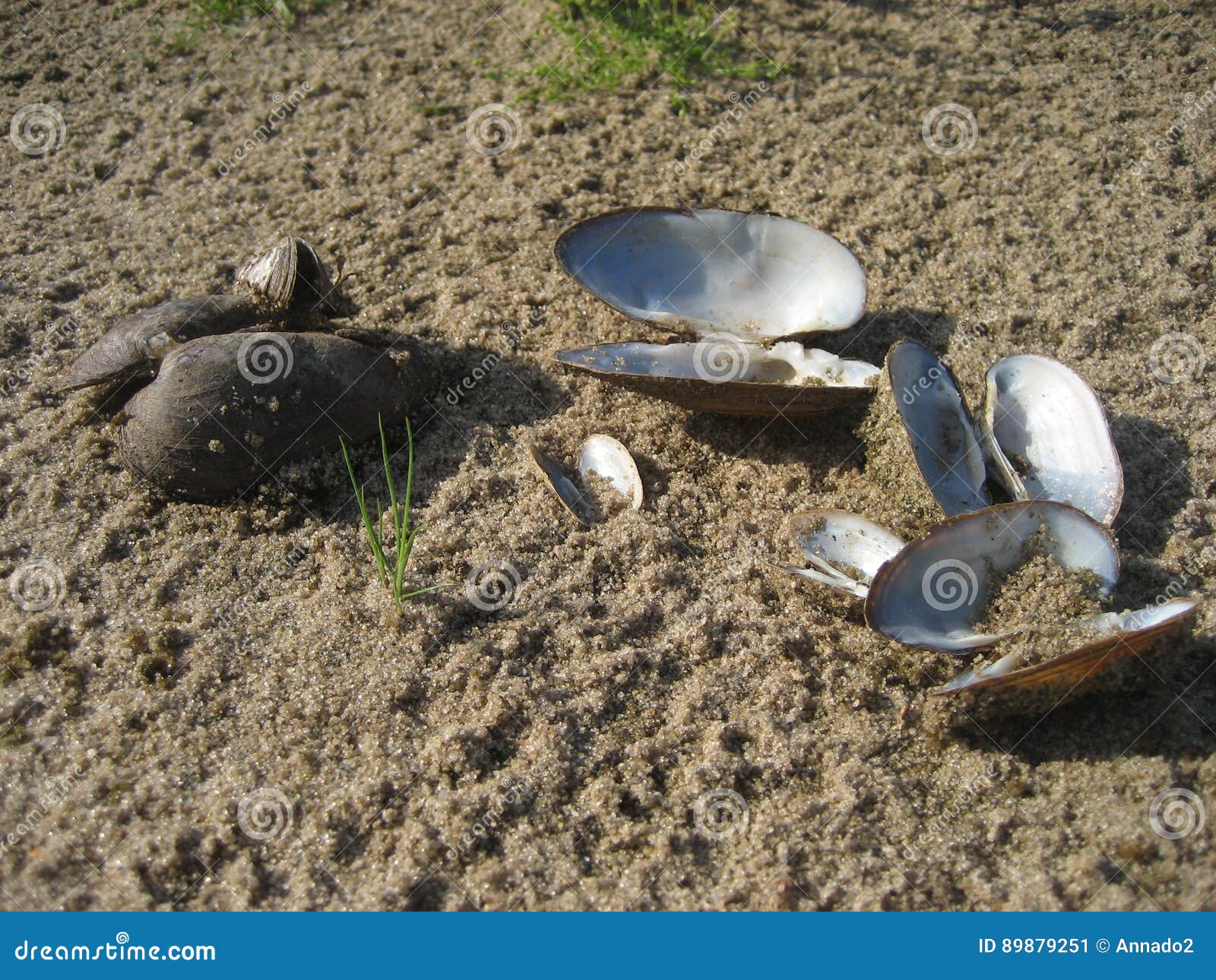 Open shells on the sand stock image. Image of sand, shell - 89879251