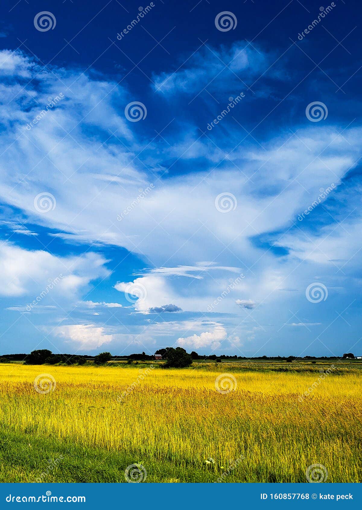 Open sky and field stock photo. Image of plant, field - 160857768