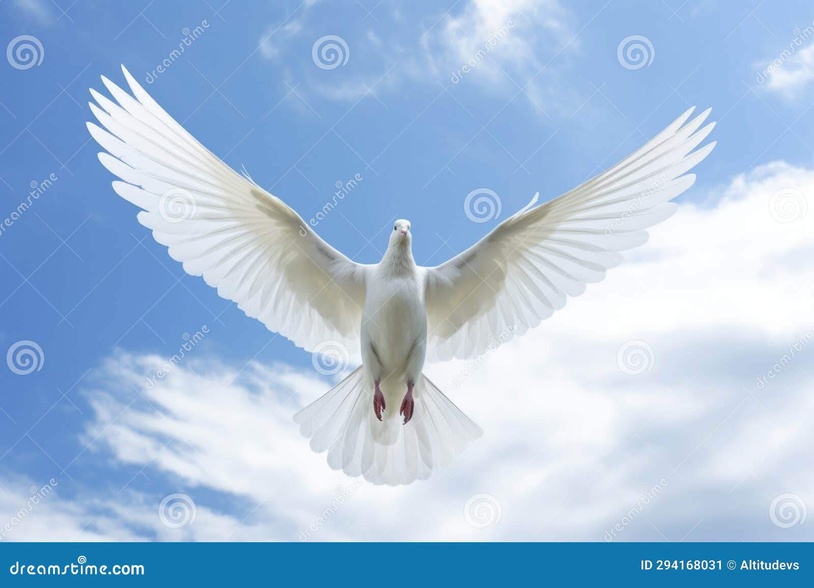 An Open Sky with a White Dove Flying High Stock Image - Image of ...