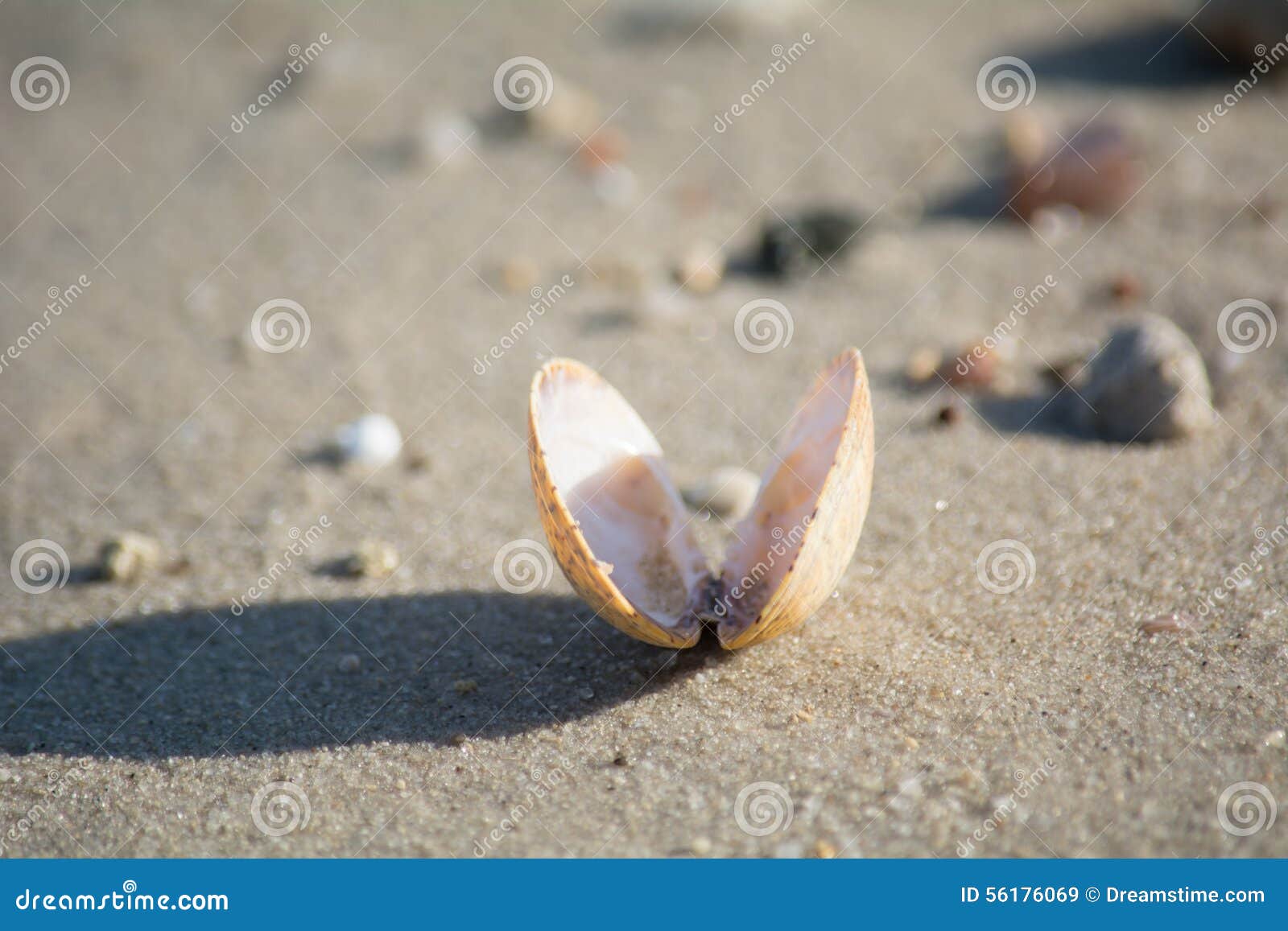 Open snail stock image. Image of ocean, shore, sand, shadow - 56176069