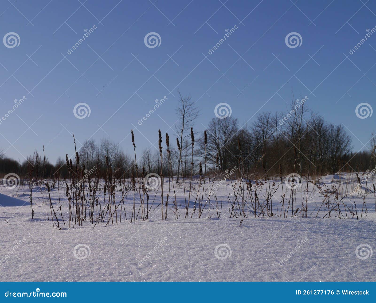 Open Snowy Area with Deciduous Trees and Plants Stock Photo - Image of ...