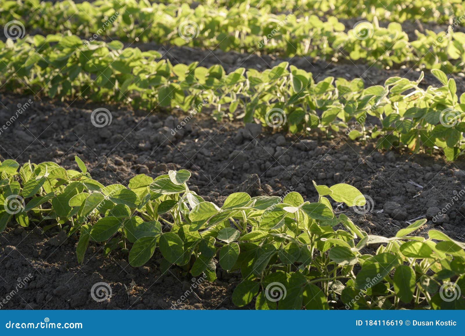 Open Soybean Field at Sunset Stock Image - Image of land, farmland ...