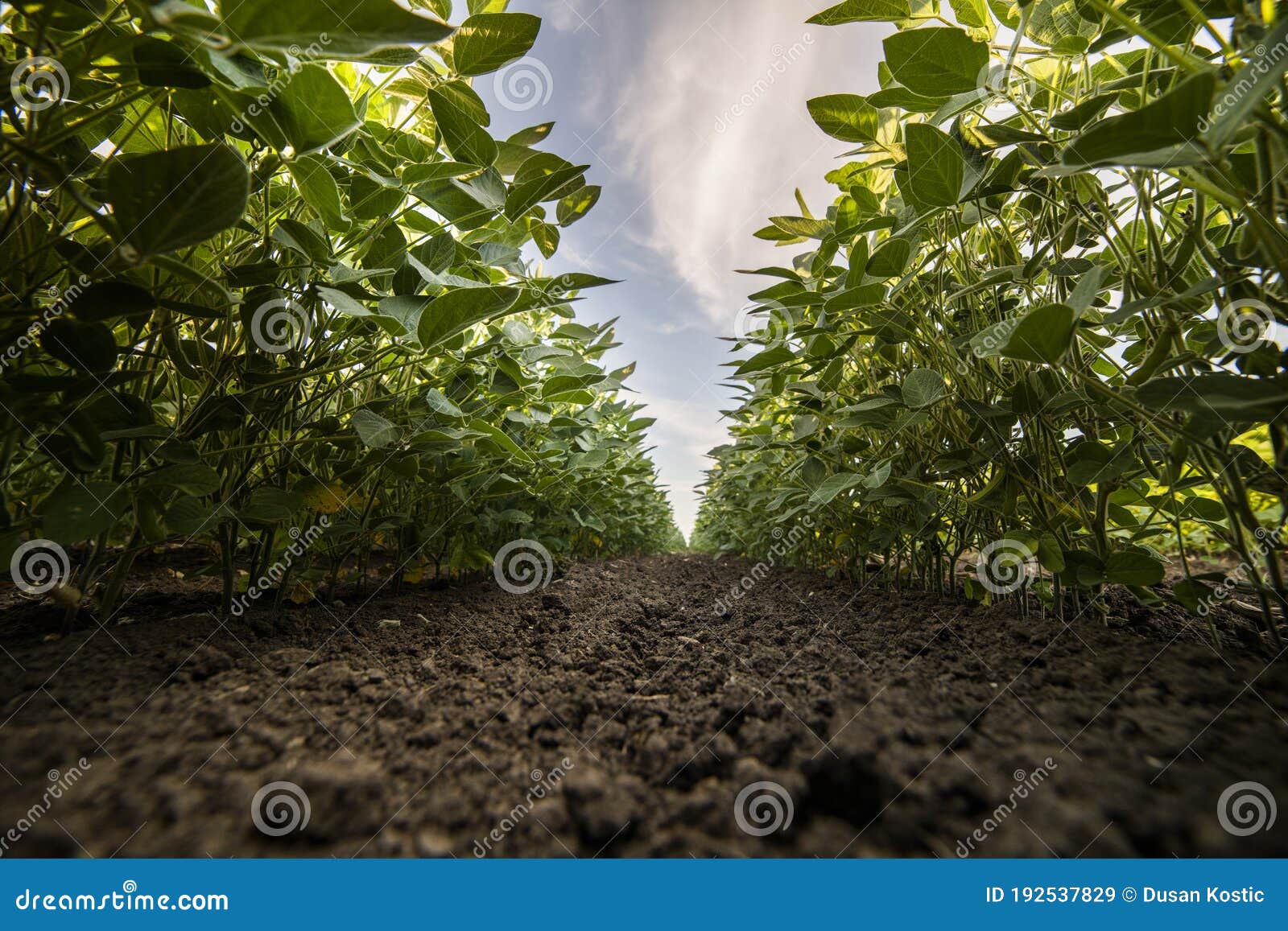 Open Soybean Field at Sunset Stock Image - Image of farmland ...