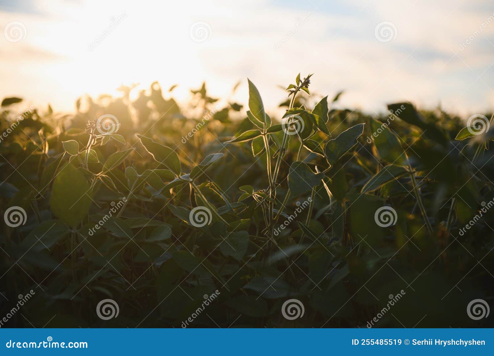 Open Soybean Field at Sunset.Soybean Field. Stock Image - Image of ...