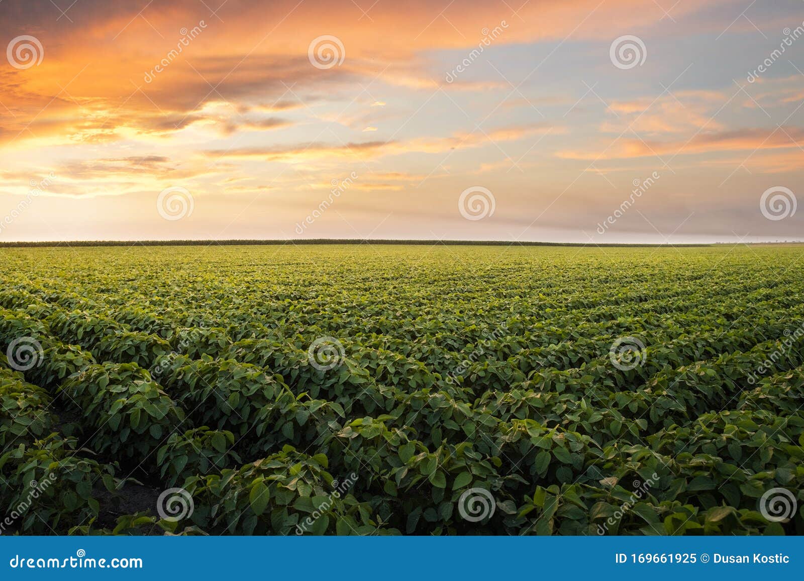 Open Soybean Field at Sunset Stock Image - Image of sundown ...