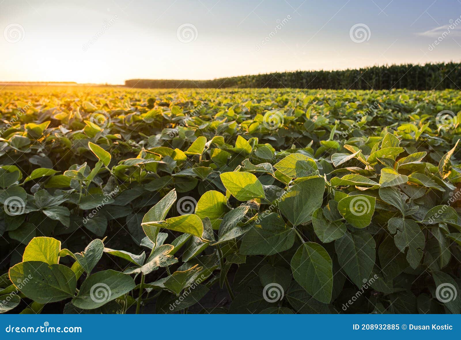 Open Soybean Field at Sunset Stock Image - Image of soybeans, sundown ...