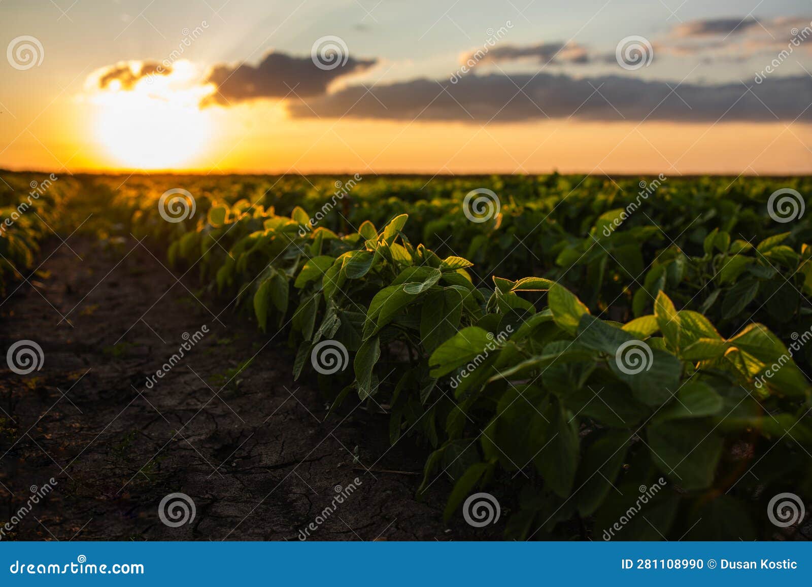 Open Soybean Field at Sunset Stock Photo - Image of soybean, outdoor ...