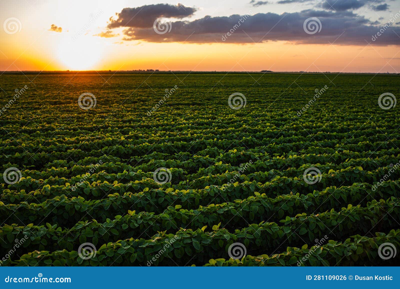 Open Soybean Field at Sunset Stock Photo - Image of cloud, outdoor ...