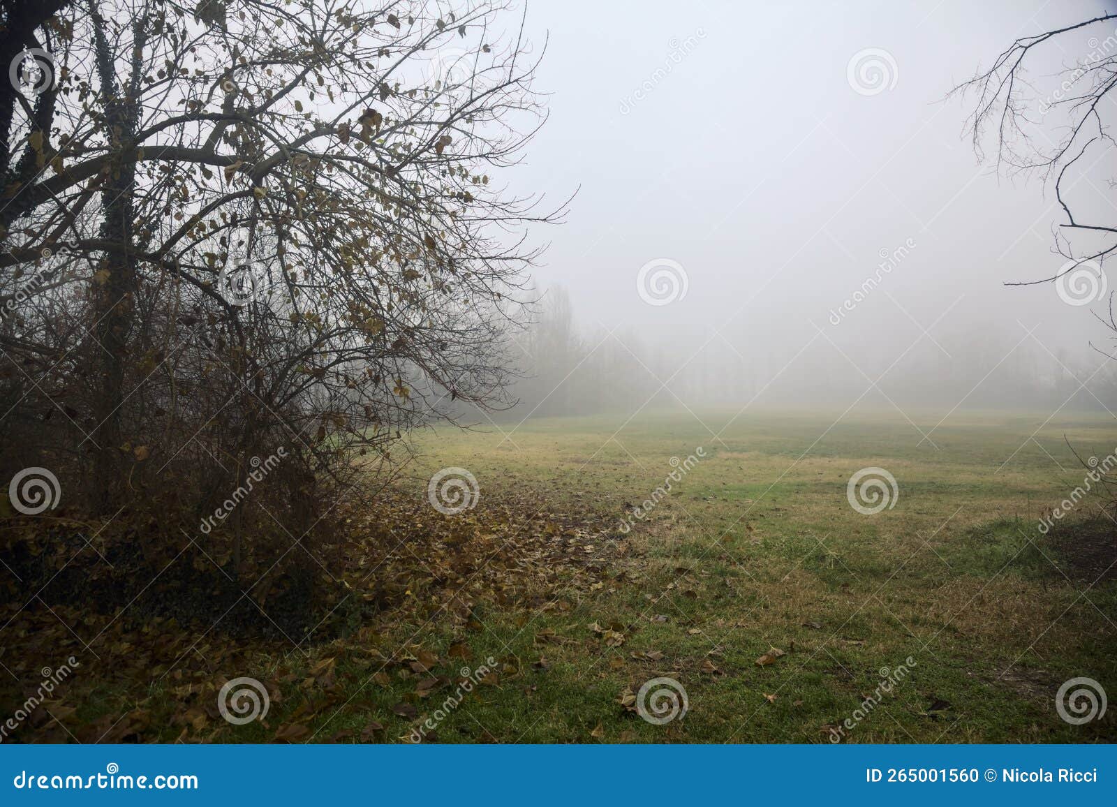 Open Space Bordered by Bare Trees on a Foggy Day in Winter Stock Photo ...