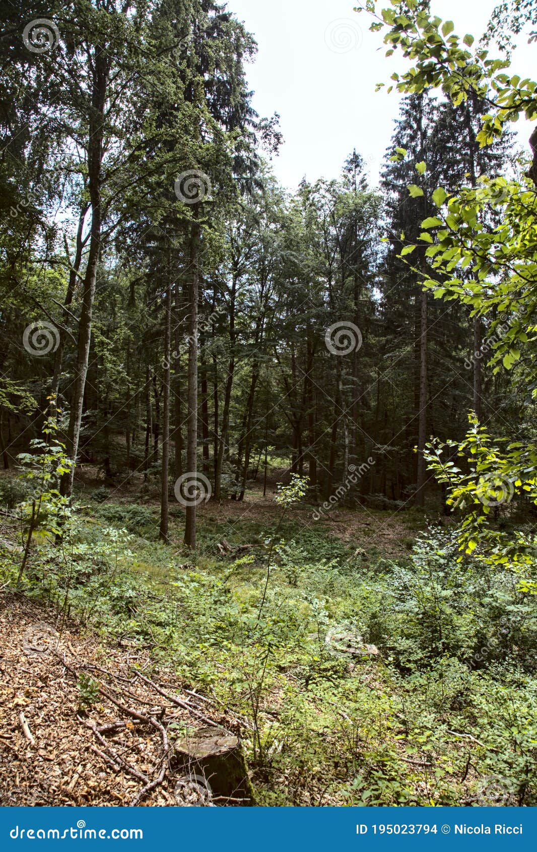 Open Space in a Forest in the Mountains Stock Photo - Image of hiking ...