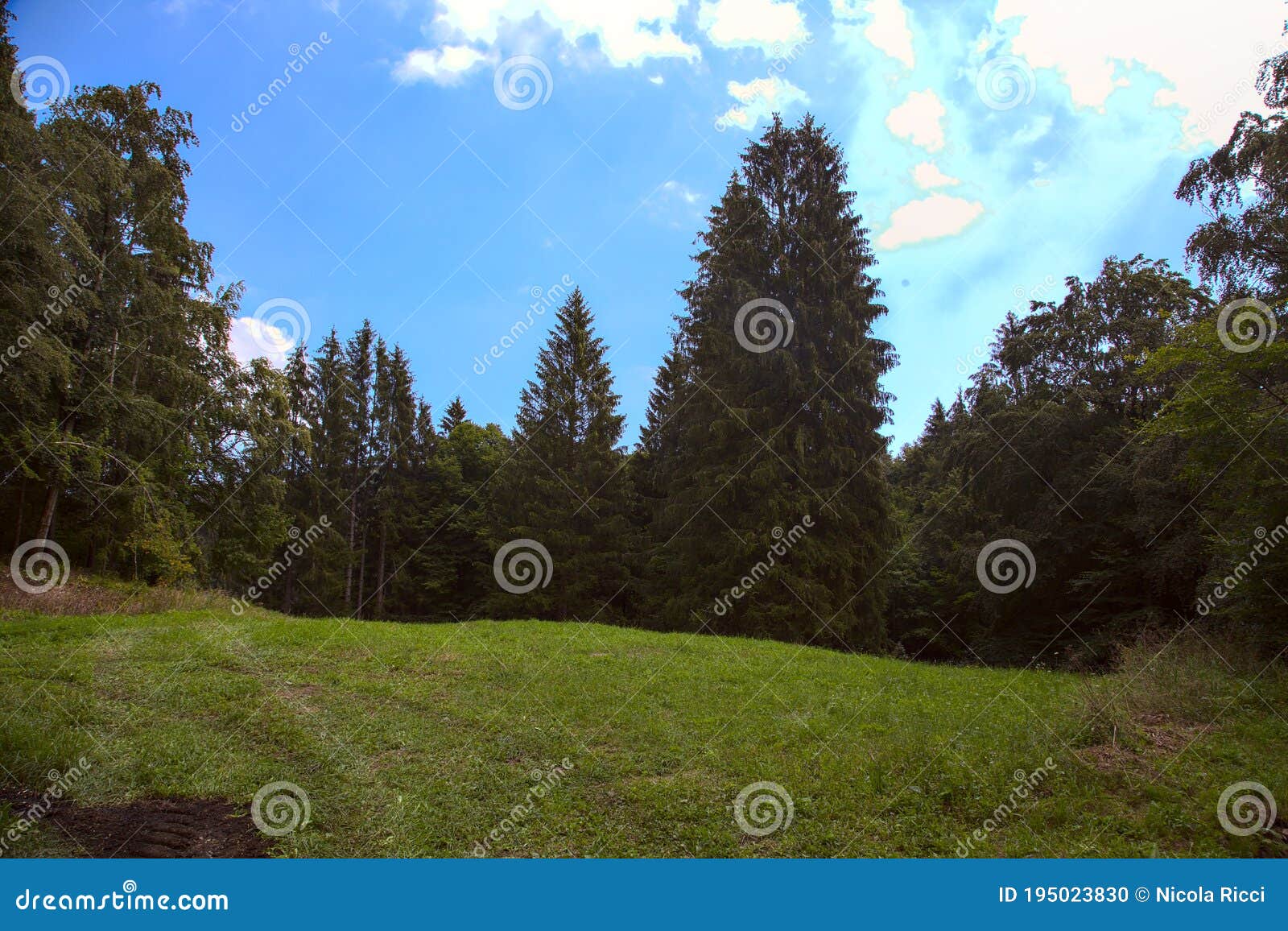 Open Space in a Forest in the Mountains Stock Photo - Image of hike ...