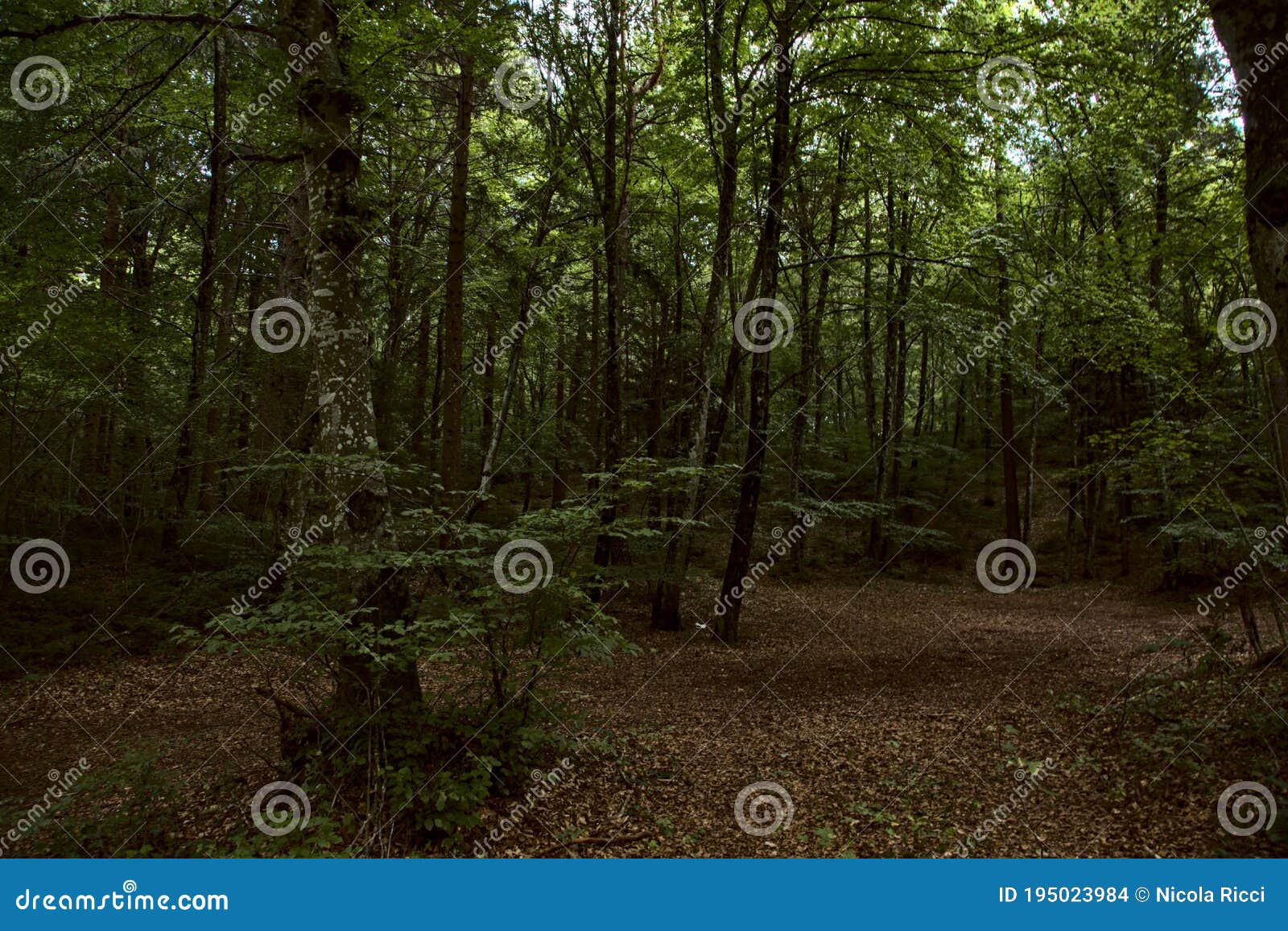 Open Space in a Forest in the Mountains Stock Photo - Image of cloud ...