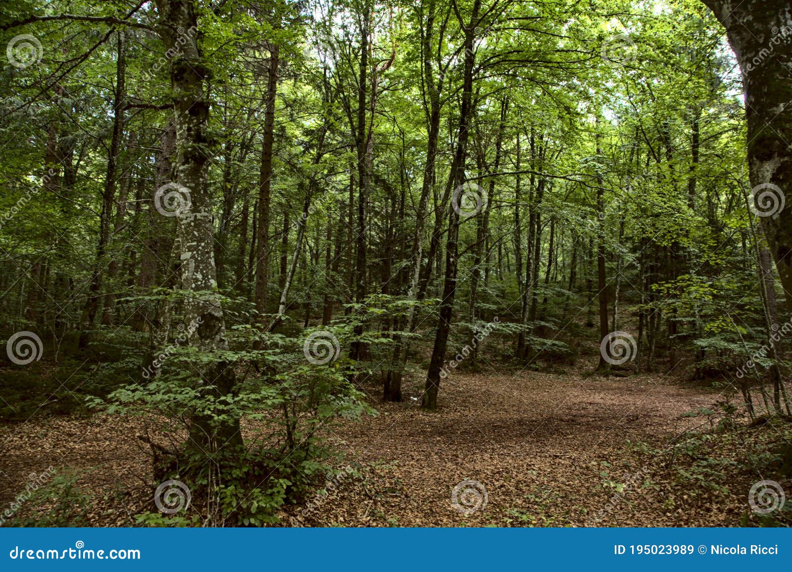 Open Space in a Forest in the Mountains Stock Image - Image of outdoors ...