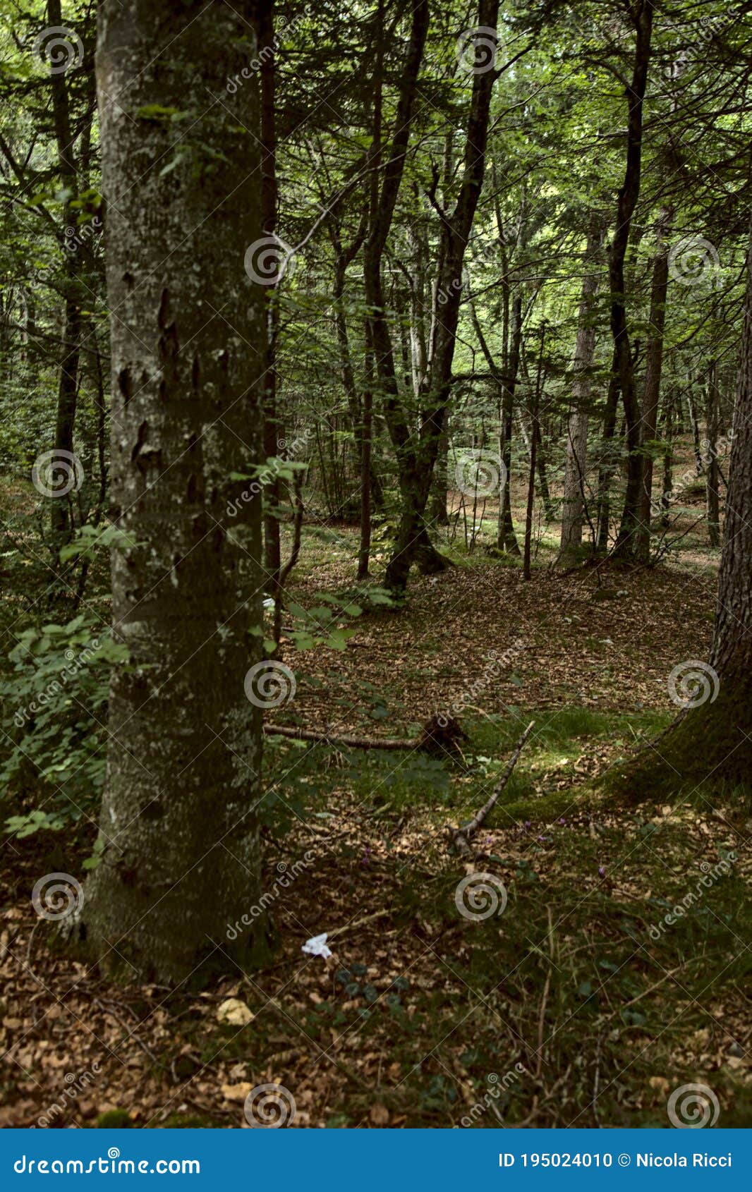Open Space in a Forest in the Mountains Stock Photo - Image of nature ...