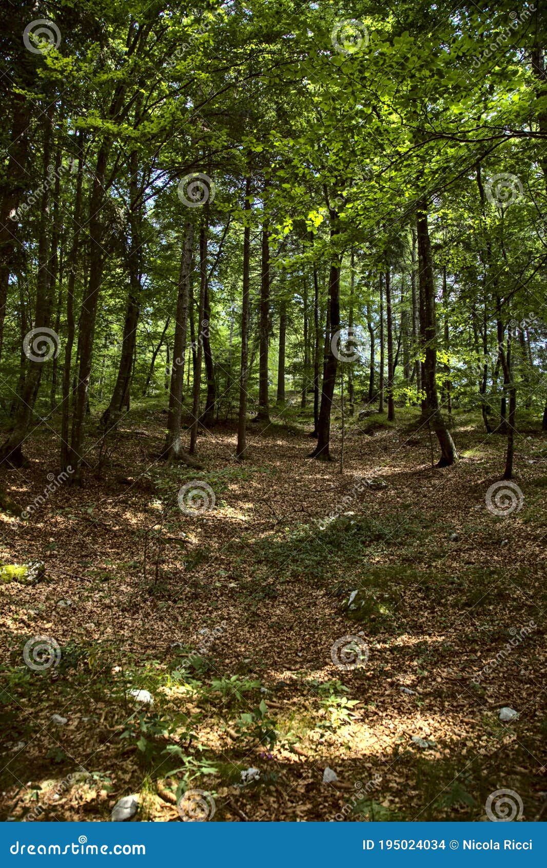 Open Space in a Forest in the Mountains Stock Photo - Image of ...