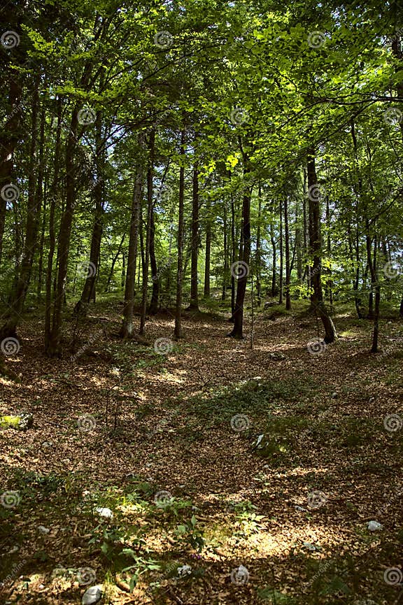 Open Space in a Forest in the Mountains Stock Photo - Image of ...
