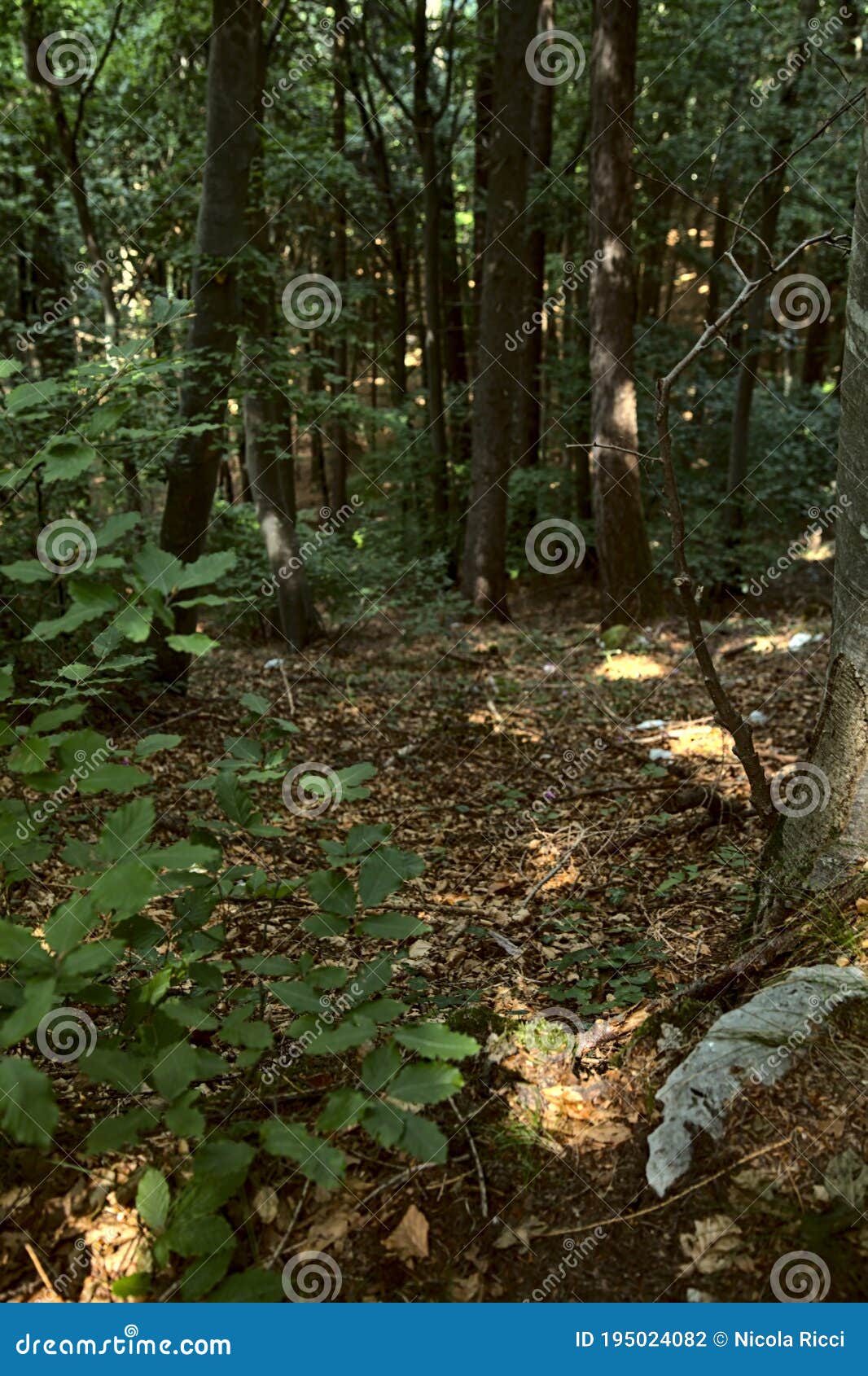 Open Space in a Forest in the Mountains Stock Photo - Image of park ...