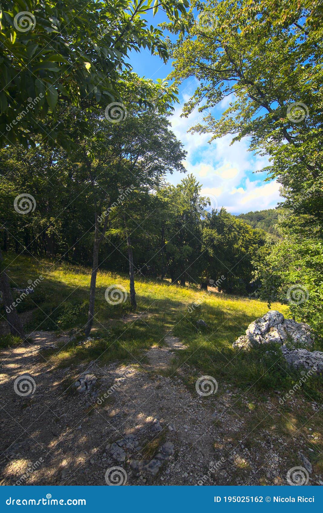 Open Space in a Forest in the Mountains Stock Photo - Image of cloud ...