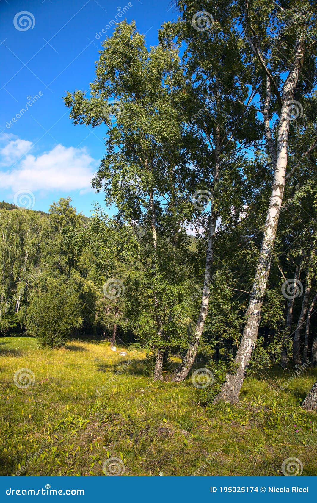 Open Space in a Forest in the Mountains Stock Photo - Image of mystery ...