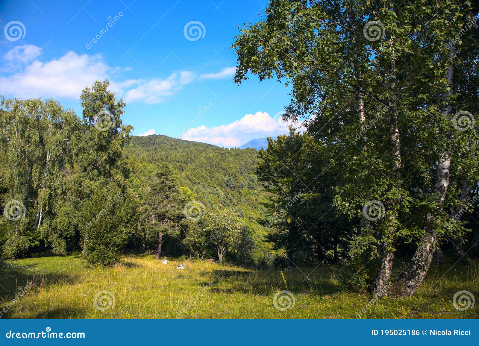 Open Space in a Forest in the Mountains Stock Photo - Image of color ...