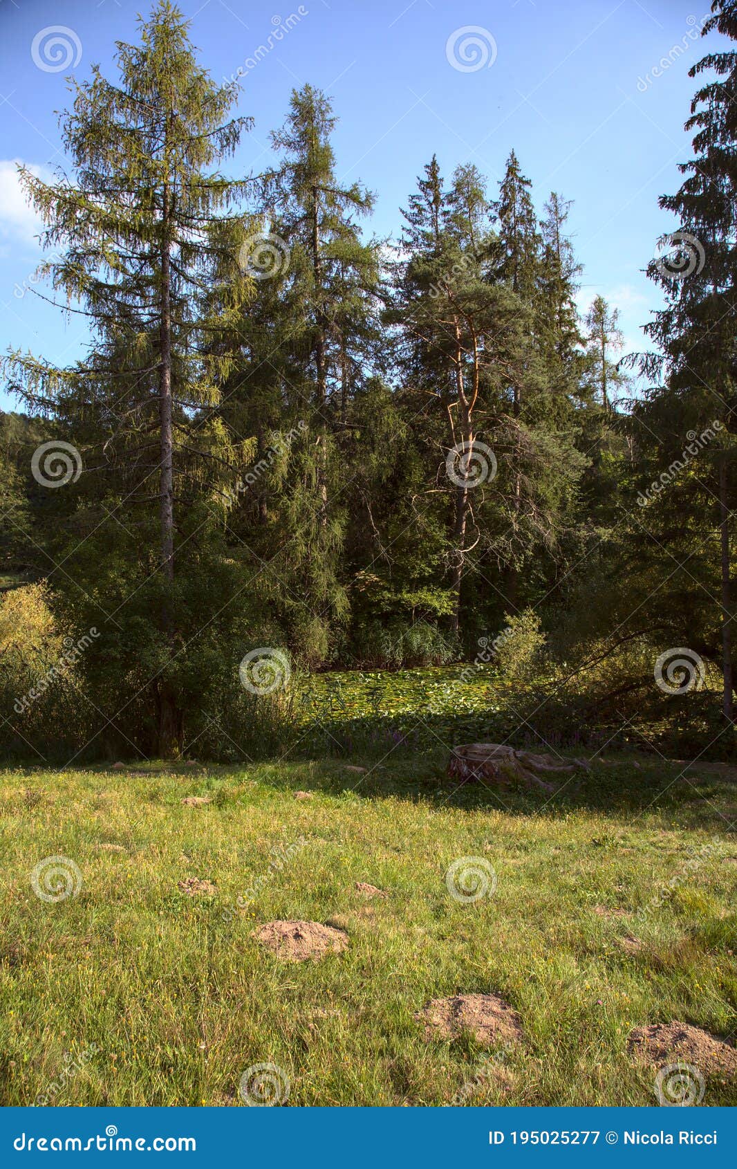 Open Space in a Forest in the Mountains Stock Image - Image of green ...