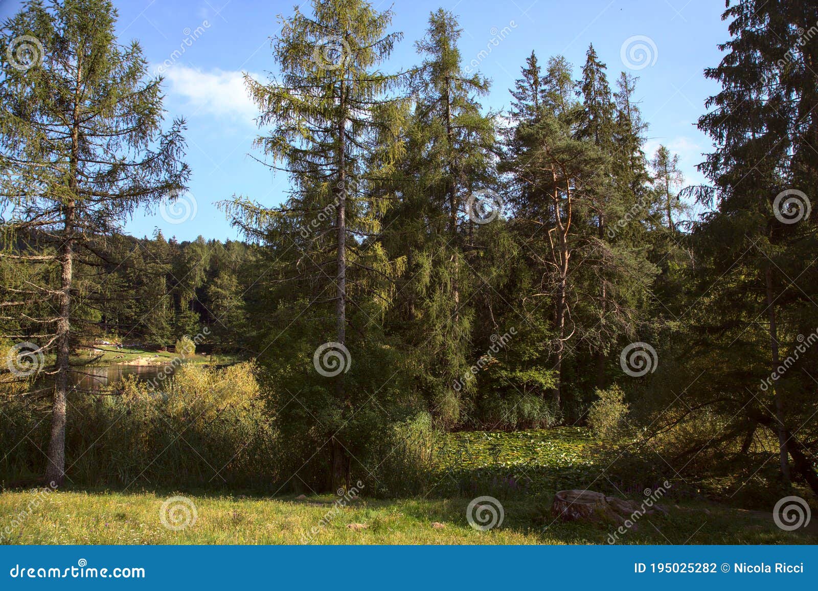 Open Space in a Forest in the Mountains Stock Photo - Image of ...