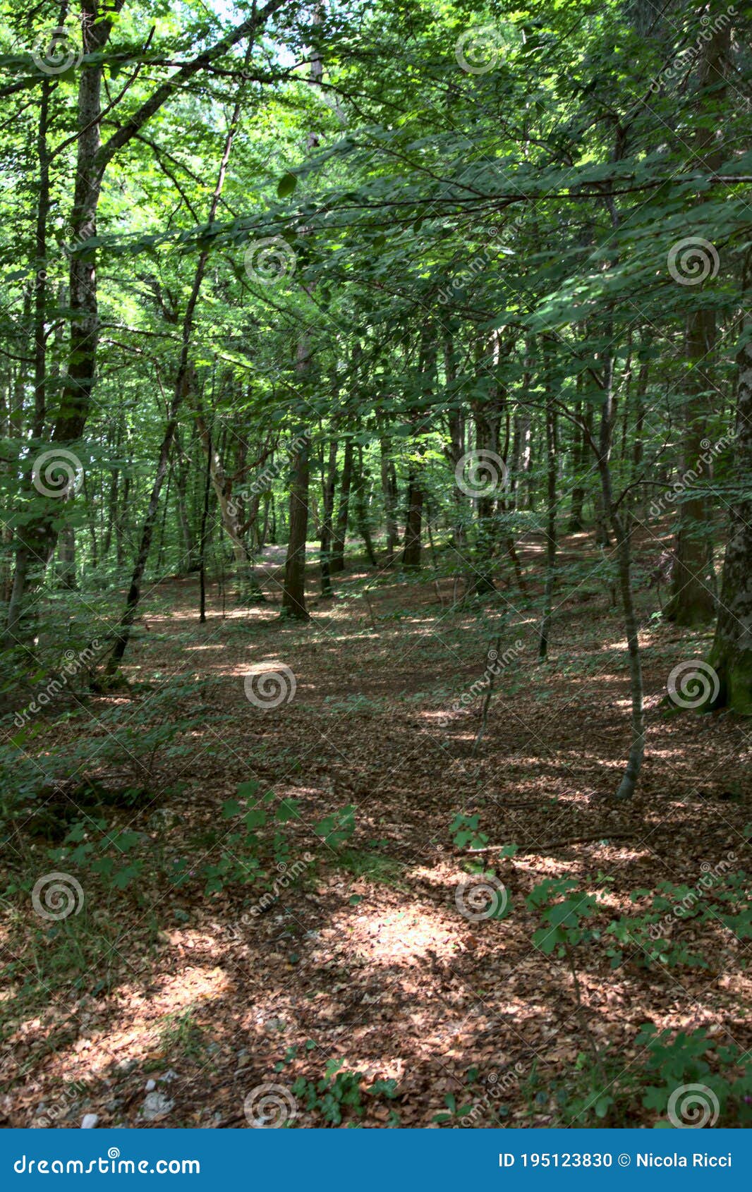 Open Space in a Forest in the Mountains Stock Photo - Image of outdoors ...