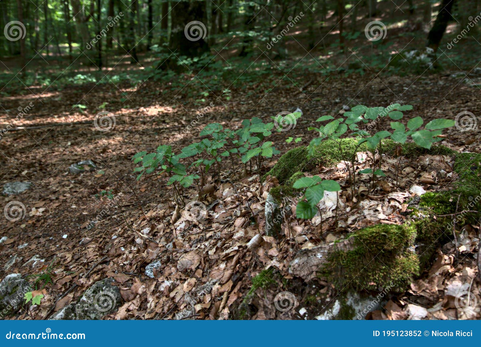 Open Space in a Forest in the Mountains Stock Photo - Image of hill ...