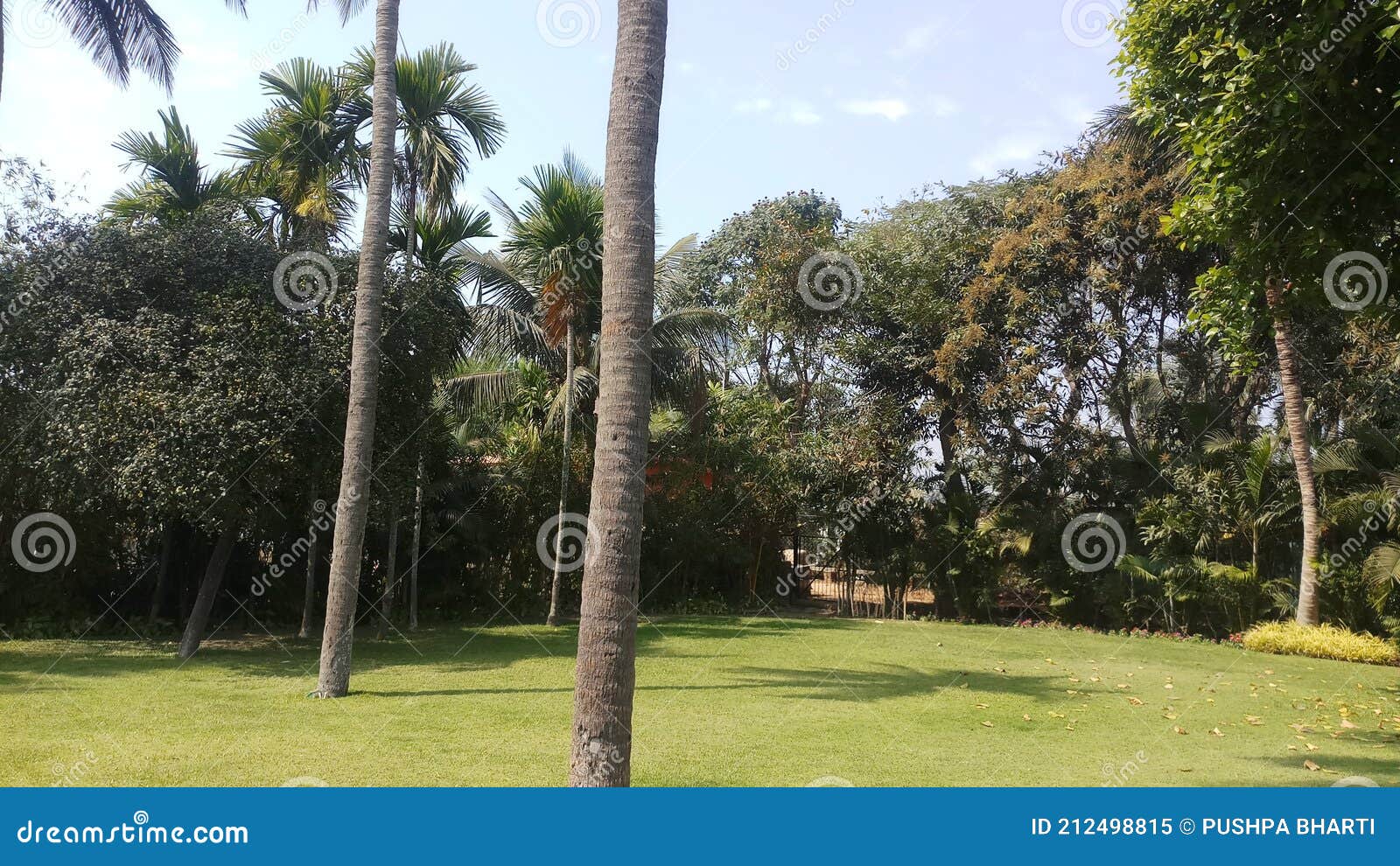 Open space and Greenery stock image. Image of vegetation - 212498815