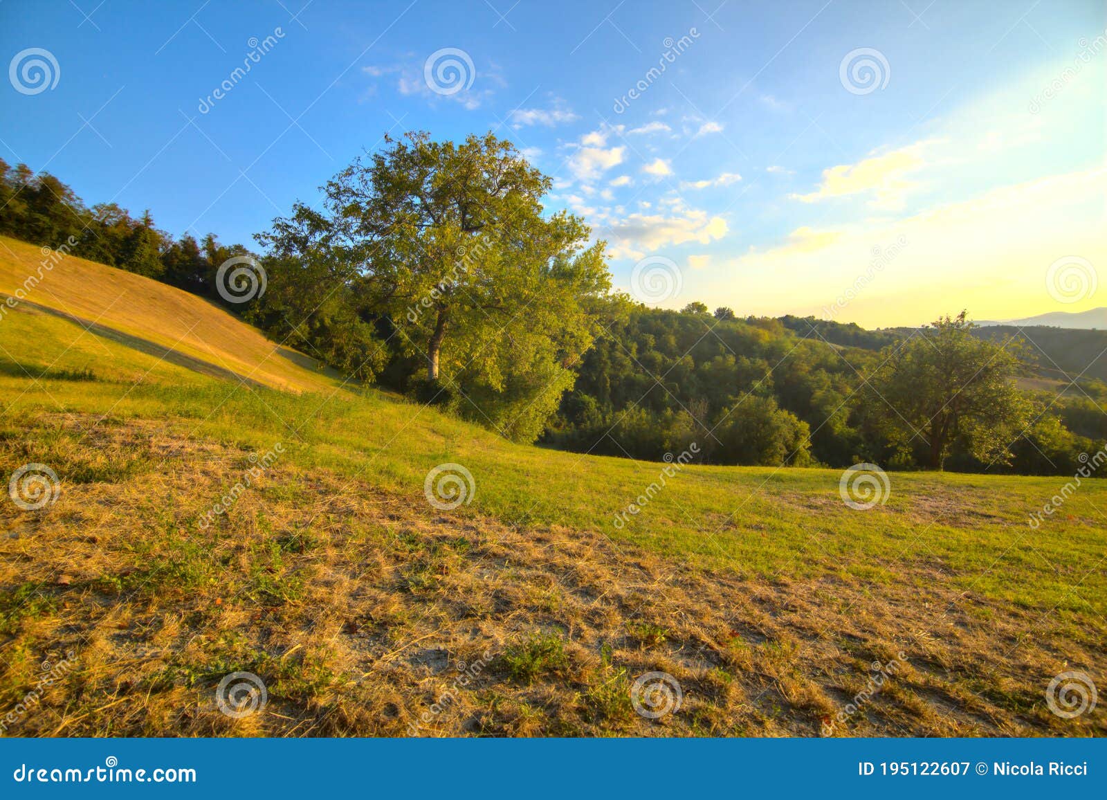 Open Space on a Hill Slope with a Tree at Sunset Stock Image - Image of ...