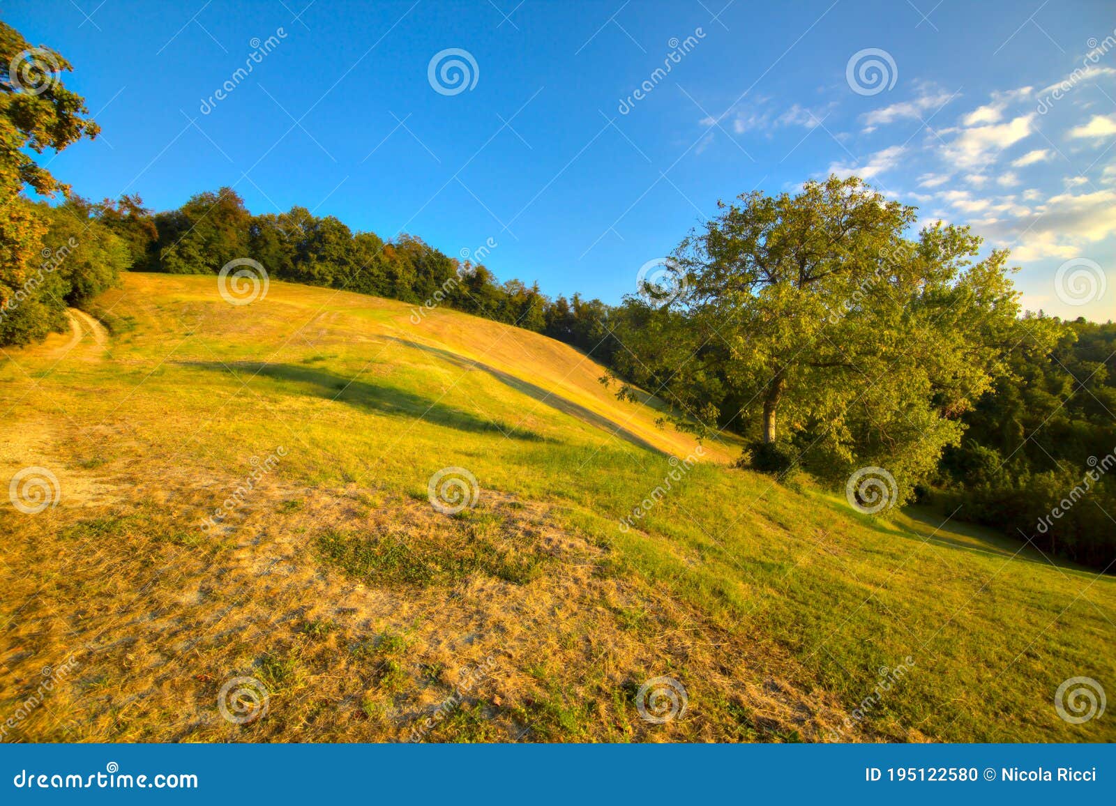 Open Space on a Hill Slope with Trees at Sunset Stock Photo - Image of ...