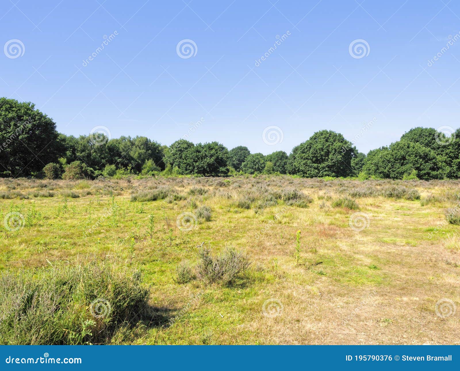 Budby Nature Reserve, Sherwood Forest, Nottingham Stock Photo - Image ...