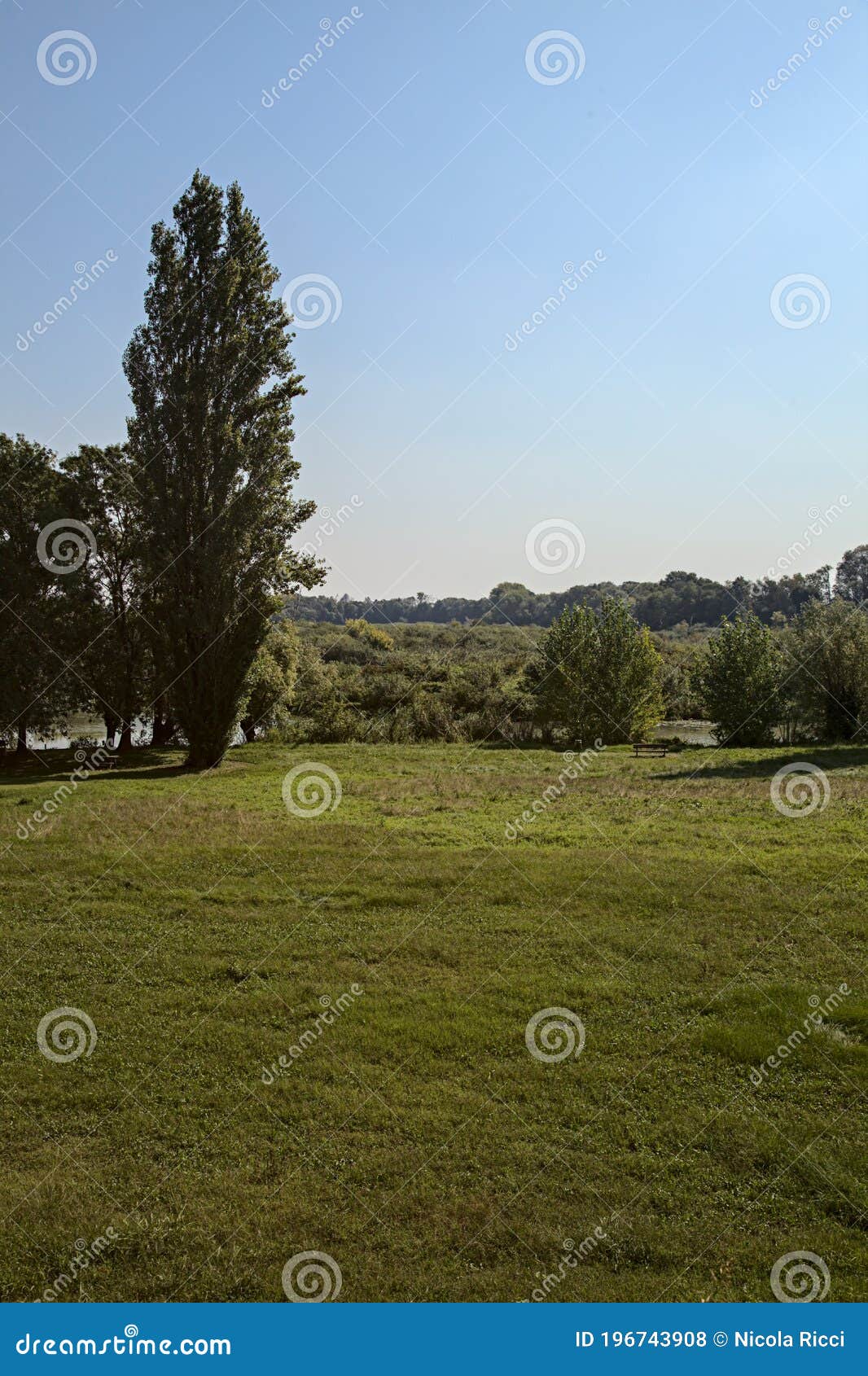 Open Space in a Park by the Shore of a Swamp Stock Photo - Image of ...