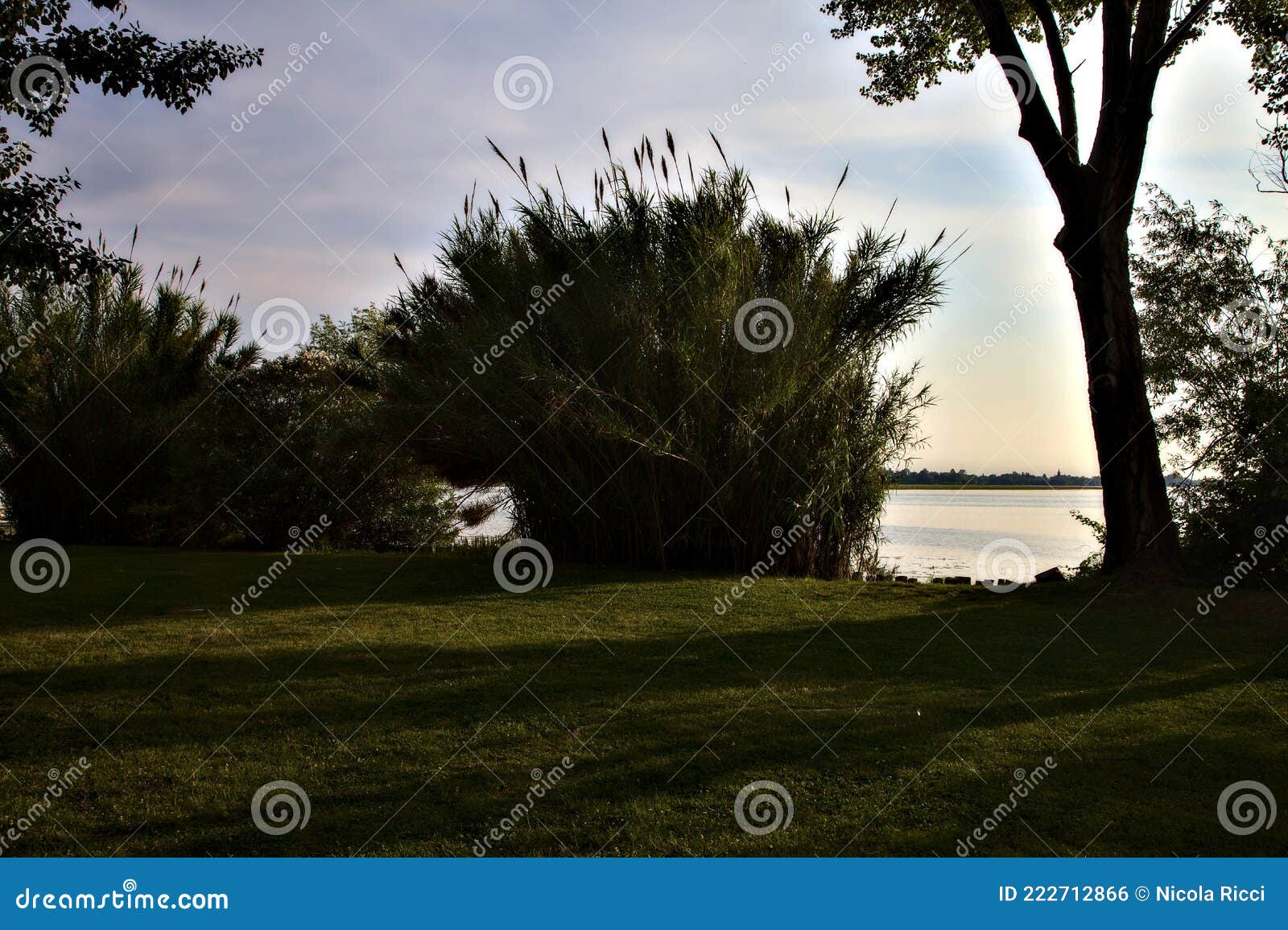Open Space with Reeds by the Shore of a Lake at Sunset Stock Photo ...
